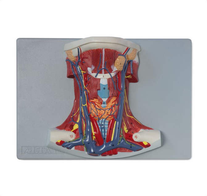 Anatomy of the Neck - code: 6030.13 - Altay Scientific