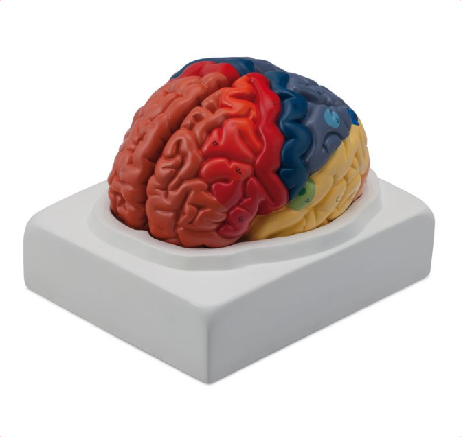 Regional Brain, 2 Parts - code: 6160.10 - Altay Scientific