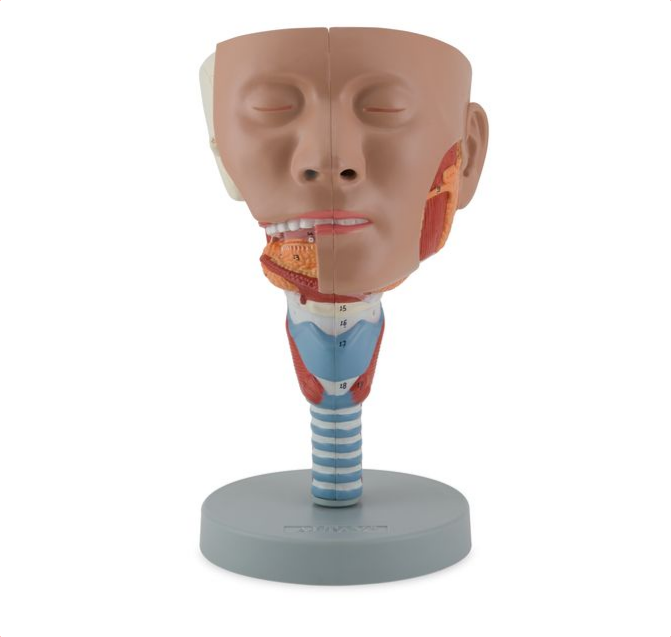 Head with Pharynx Muscles - code: 6030.11 - Altay Scientific