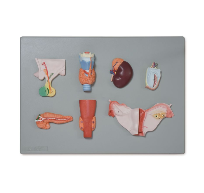 Organs of the Endocrine System - code: 6110.01 - Altay Scientific ...