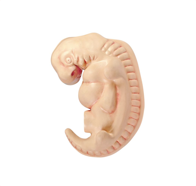 Human Embryo, 4th week- code: 6180.24 - Altay Scientific Anatomy and ...